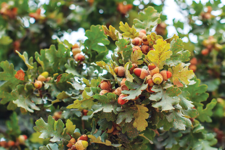 The Wild Acorn Kitchen – Mother Earth News